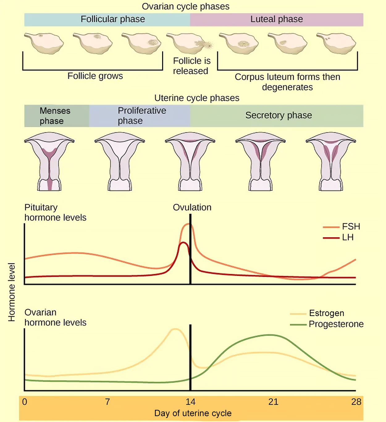 Ovarian and Uterine Cycles Tutorial | Sophia Learning