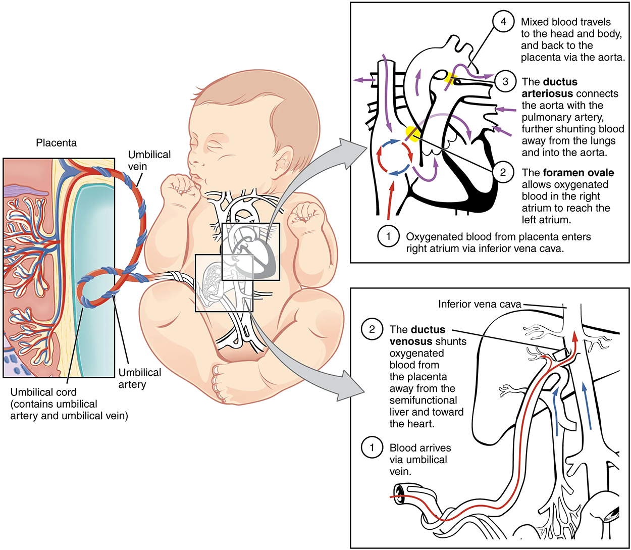 Placenta Tutorial | Sophia Learning