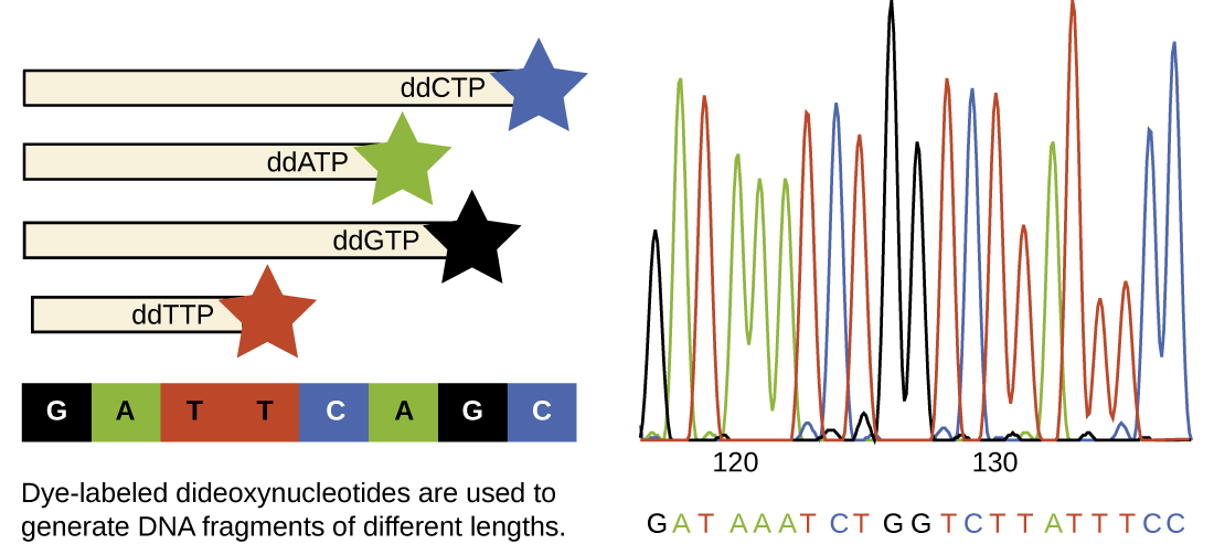 DNA Sequencing Tutorial | Sophia Learning