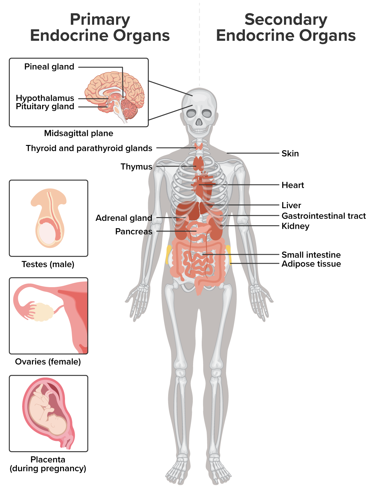 The Endocrine System Tutorial | Sophia Learning