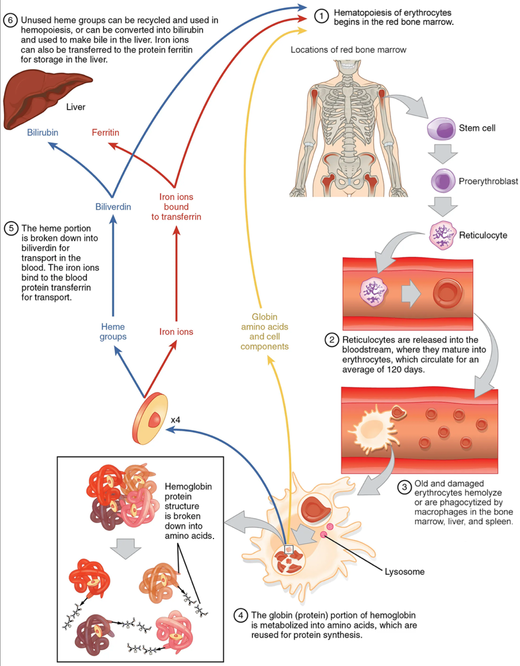 Red Blood Cells and Hemoglobin Tutorial | Sophia Learning