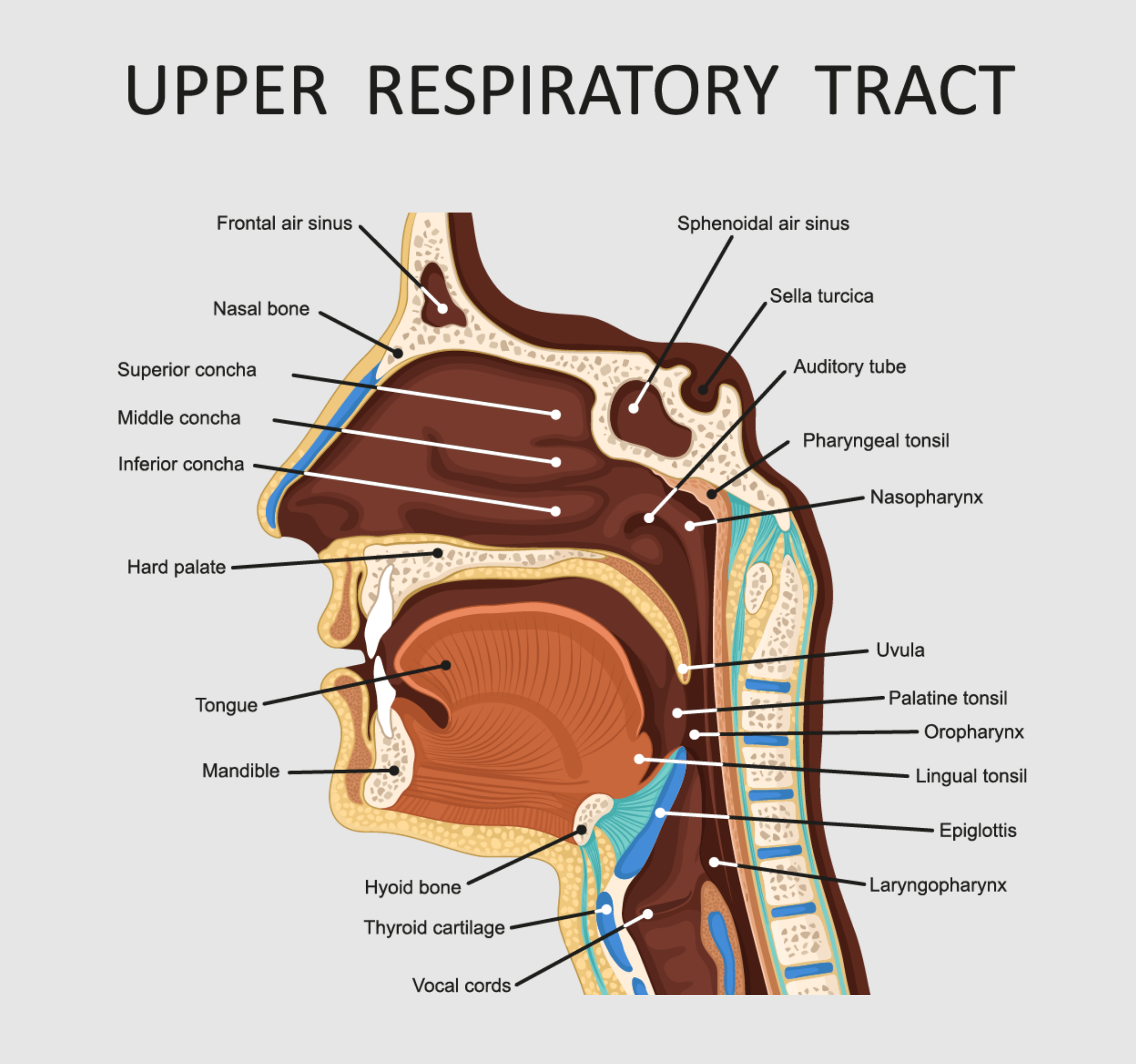 Upper Respiratory Tract Tutorial | Sophia Learning