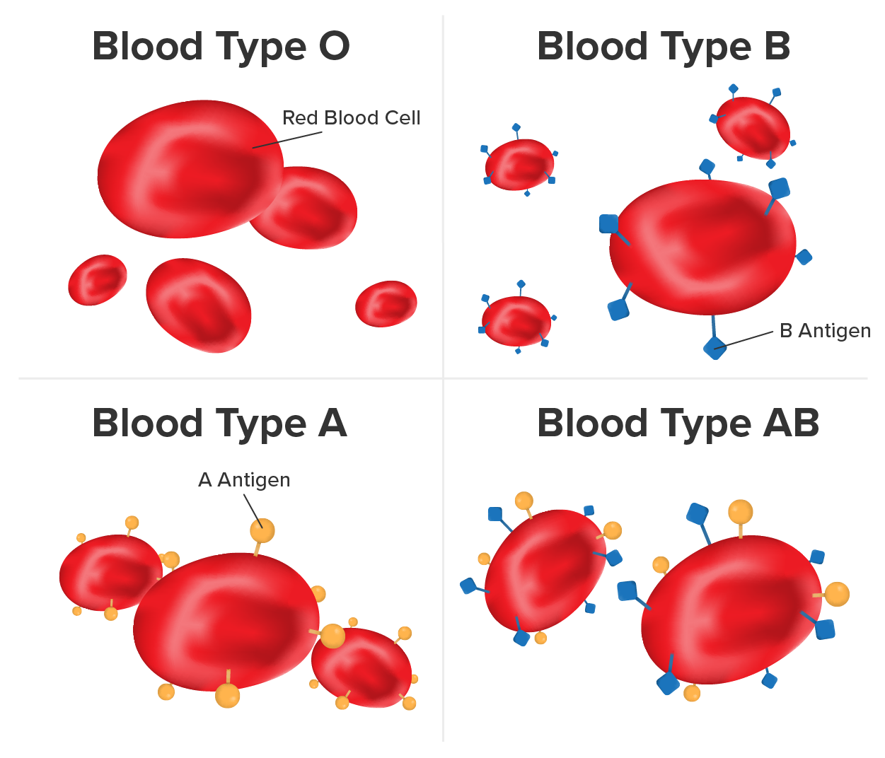 Other Patterns of Inheritance Tutorial | Sophia Learning