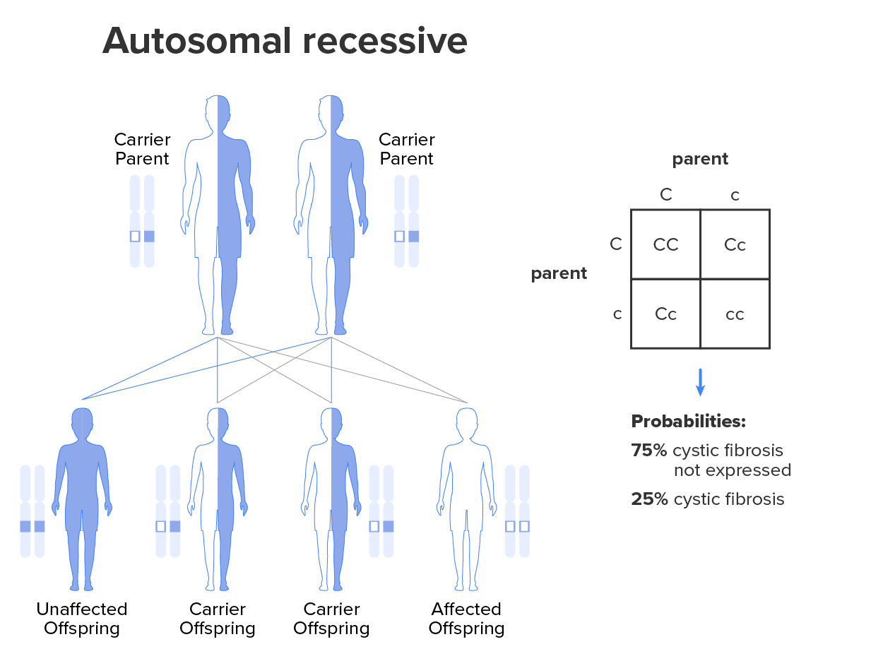 Autosomal Traits and Disorders Tutorial | Sophia Learning
