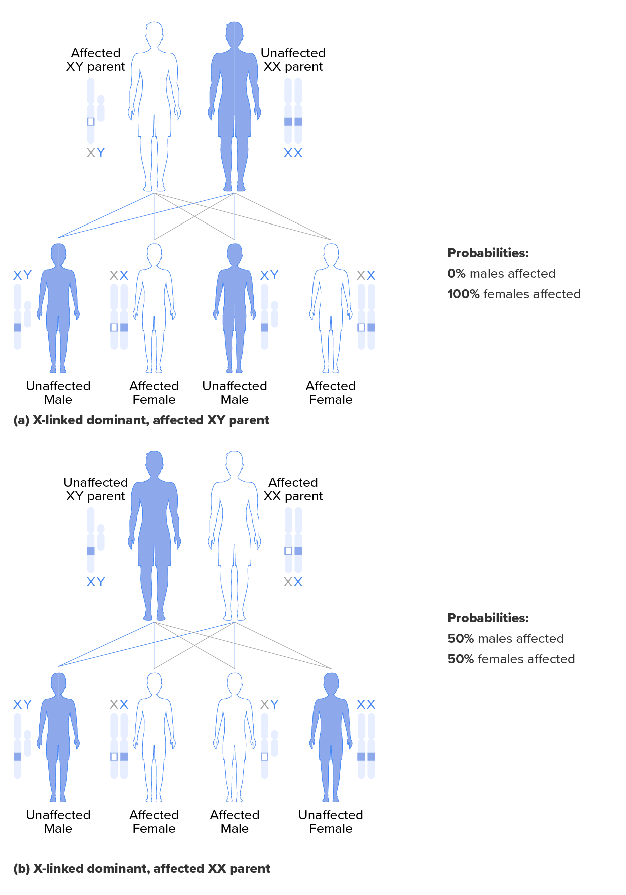 Sex-Linked Traits and Disorders Tutorial | Sophia Learning