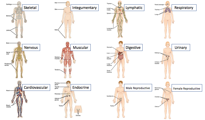 Organ Systems Tutorial Sophia Learning Organ Systems Tutorial Sophia Learning