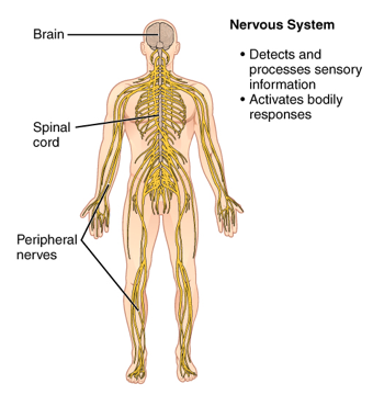 Organ Systems Tutorial | Sophia Learning