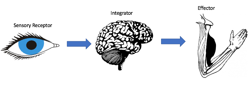 Homeostasis Tutorial | Sophia Learning