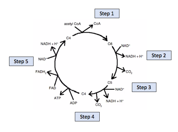 Krebs Cycle Tutorial | Sophia Learning