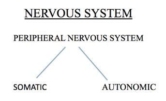 Nervous System Tutorial | Sophia Learning