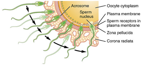 Fertilization and Early Development Tutorial | Sophia Learning