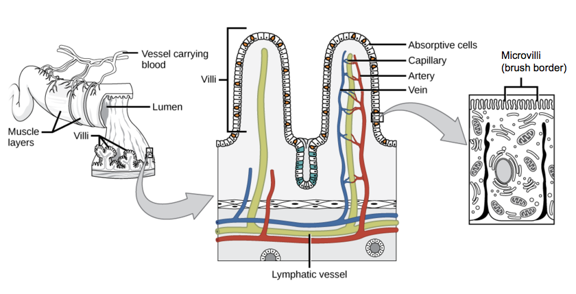 Small Intestine Tutorial | Sophia Learning