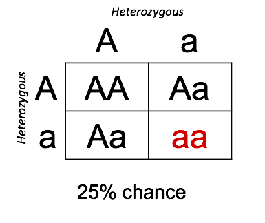 Autosomal Dominant Traits and Disorders Tutorial | Sophia Learning