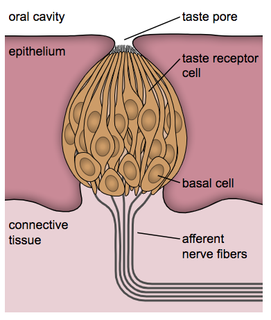 Smell & Taste Tutorial | Sophia Learning