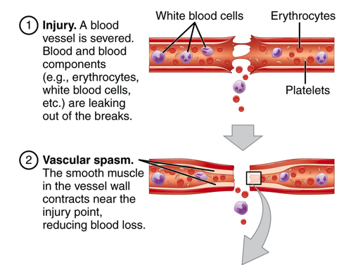 Platelets Tutorial | Sophia Learning