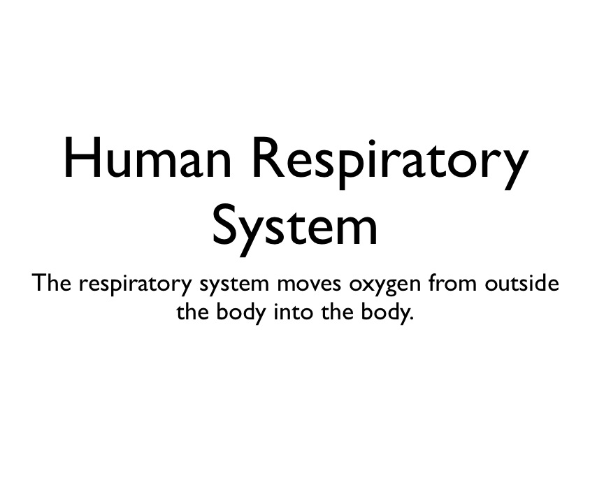 Animals: Human Respiratory System Tutorial | Sophia Learning
