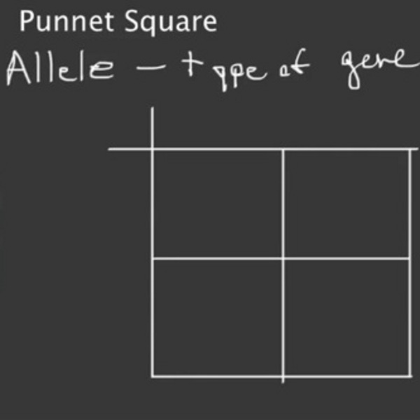 Punnett Square Tutorial | Sophia Learning