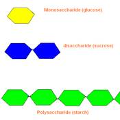 Monosaccharides Tutorials, Quizzes, and Help | Sophia Learning