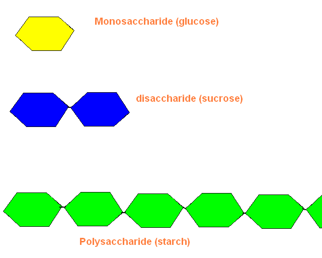 Disaccharides Tutorial | Sophia Learning