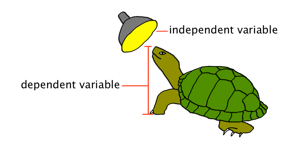 Independent Dependent Variables Tutorial Sophia Learning