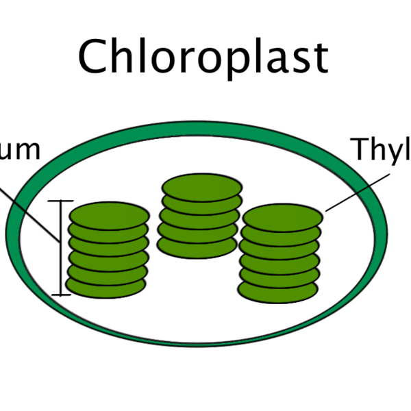 Chloroplast Tutorial | Sophia Learning