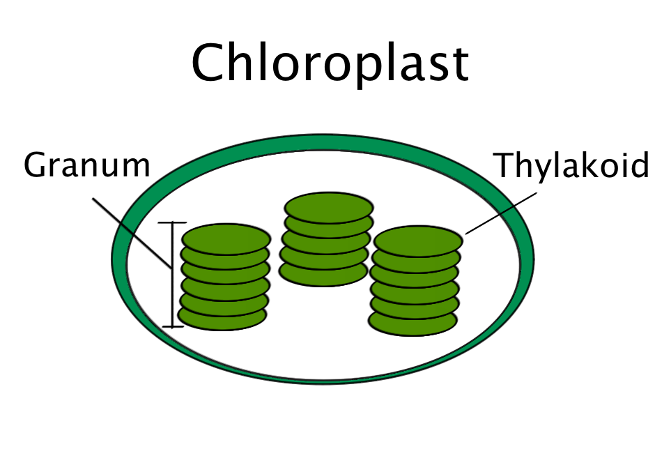 Chloroplast Tutorial | Sophia Learning