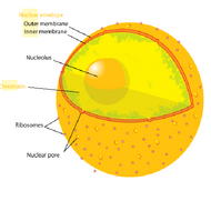 Nucleus Tutorial | Sophia Learning