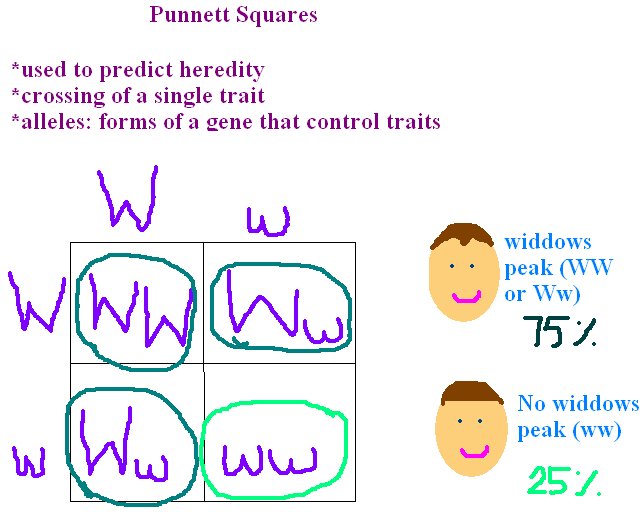 Punnett Square Tutorial | Sophia Learning