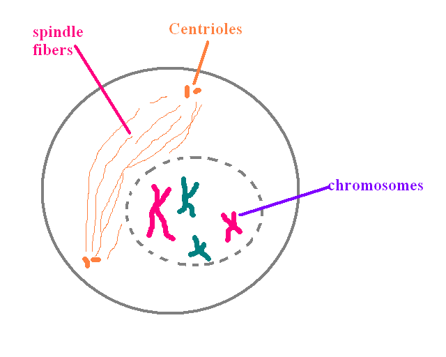Prophase Tutorial | Sophia Learning