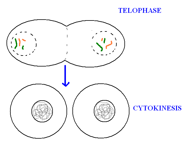 Telophase Labeled Diagram Meiosis Ii Cytokinesis Prophase Following ...