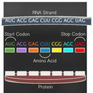 Codons Tutorial | Sophia Learning