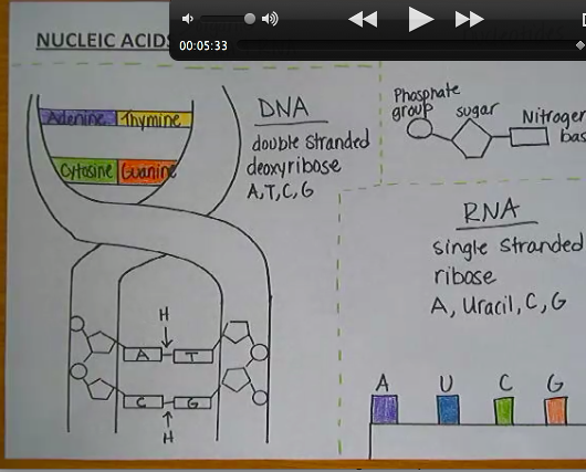 Organic Compounds: Nucleic Acids Tutorial | Sophia Learning