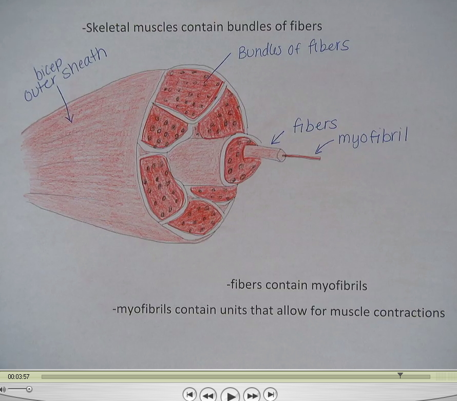 Skeletal Muscles Tutorial | Sophia Learning