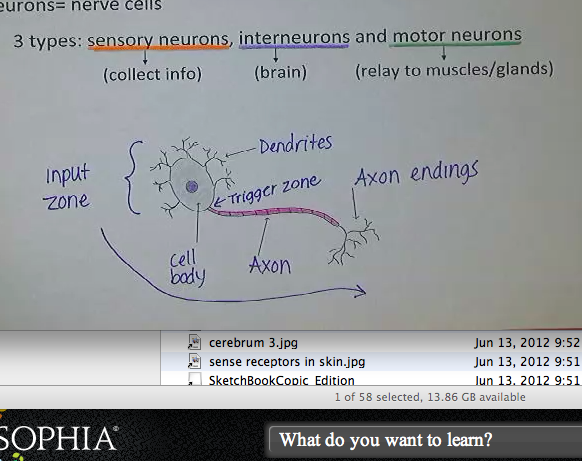 Neurons Tutorial | Sophia Learning