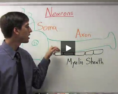 Neuron Structure Tutorial | Sophia Learning