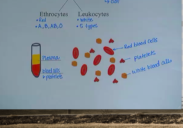 Blood: Components, Functions Tutorial | Sophia Learning