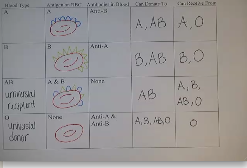 Blood Types Tutorial | Sophia Learning