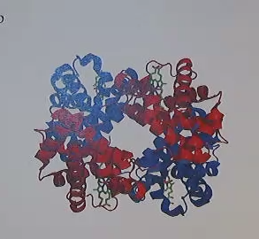Hemoglobin Tutorial | Sophia Learning
