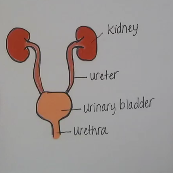 Urinary System: Structure and Function Tutorial | Sophia Learning