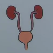 Urinary System and Extracellular Fluid Homeostasis Tutorial | Sophia ...