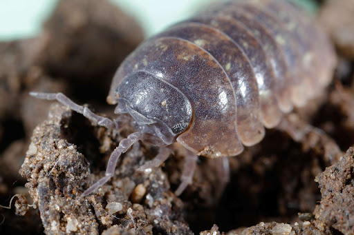 Pill bug behavior investigation Tutorial | Sophia Learning