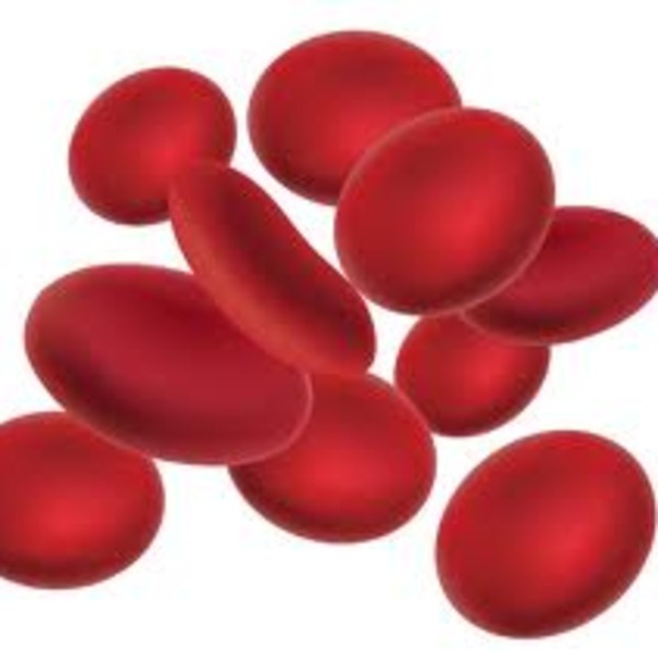 Blood - Unit 9 Tutorial | Sophia Learning