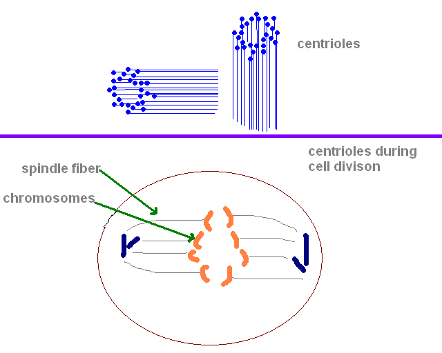 Centrioles Tutorial | Sophia Learning