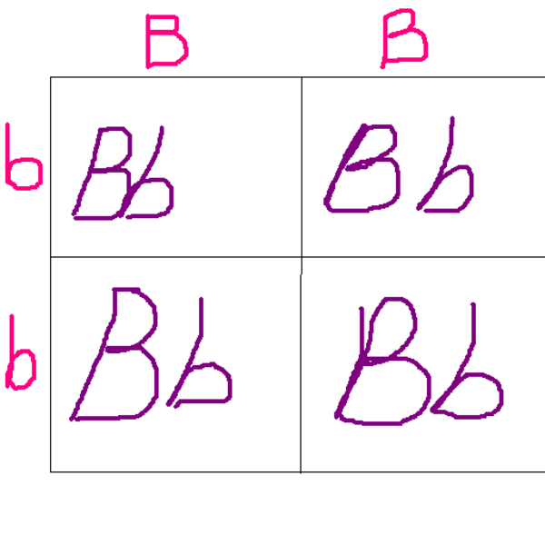 Punnett Square Tutorial | Sophia Learning
